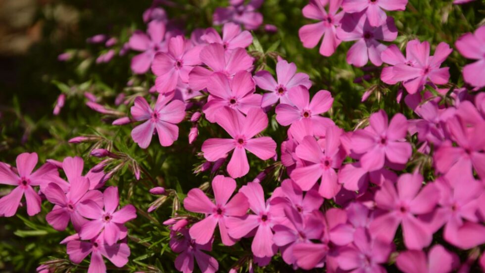 Phlox Bodendecker: Die 6 schönsten Arten im Überblick