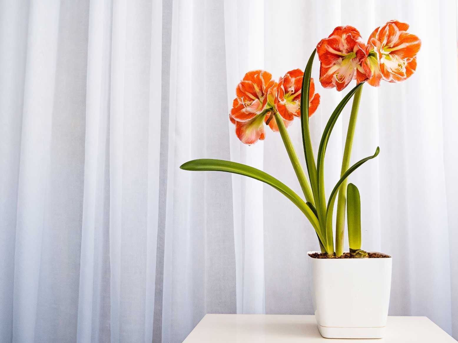 Amaryllis Giftig Fur Hunde