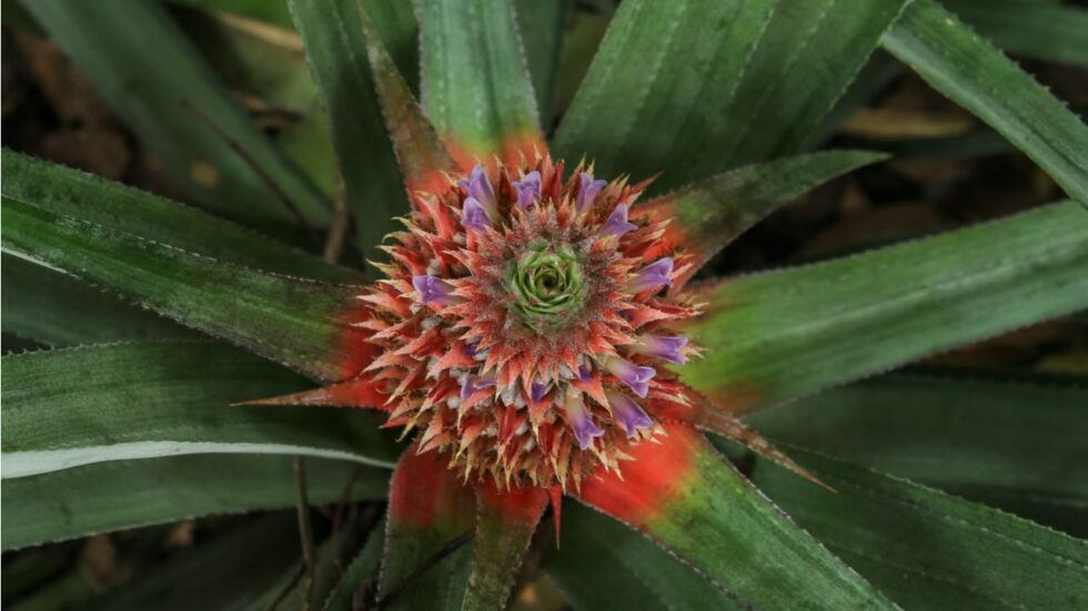 Ananaspflanze pflegen: 5 Tipps zu Standort, Gießen & Co.