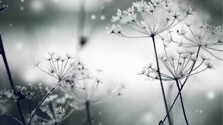 10 Winterblumen für eine Blütenpracht im Garten im Winter