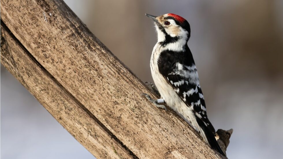 Vögel im Winter: Diese 10 Arten überwintern in unseren Gärten