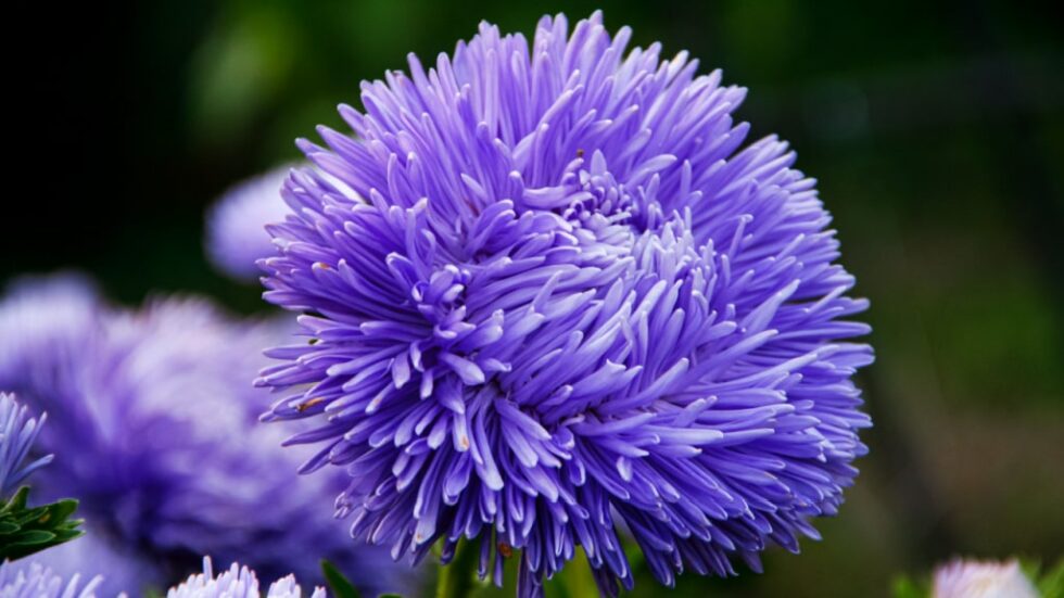 12 blaue Blumen für Entspannung und maritimen Flair im Garten