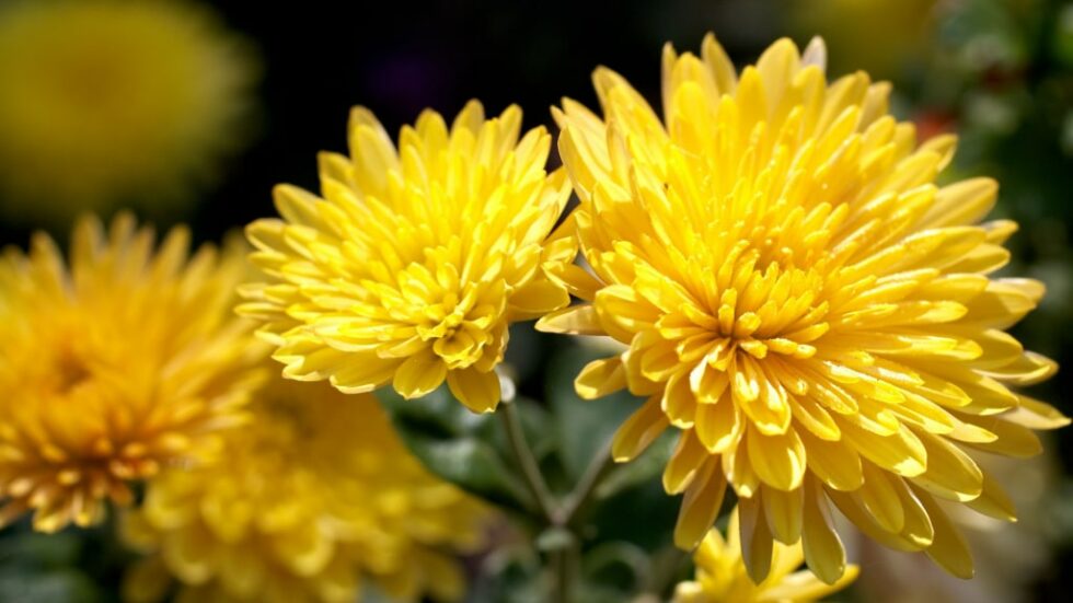 Gelbe Blume Name