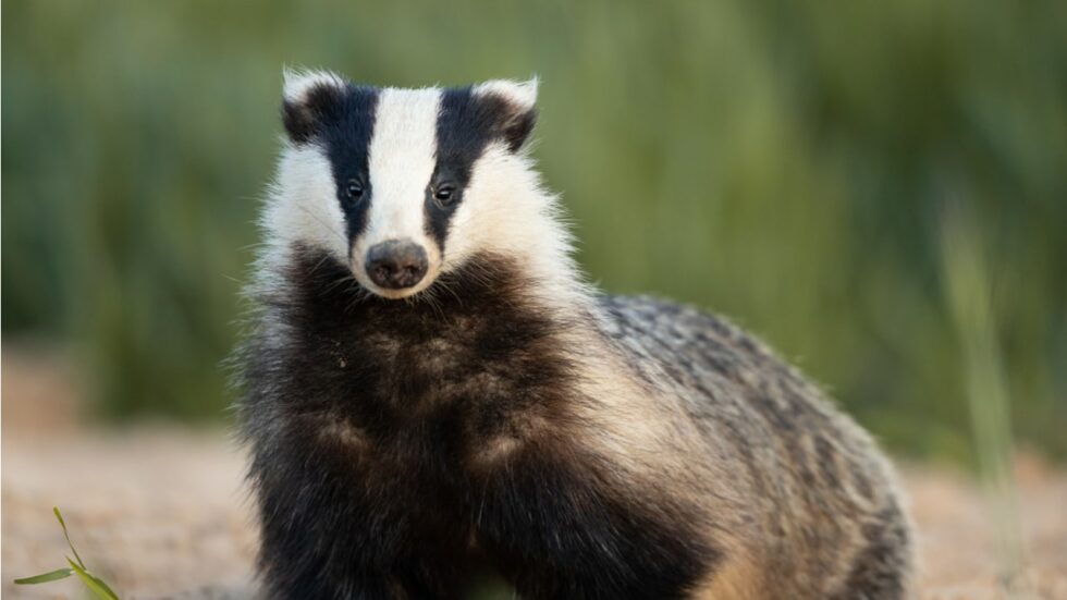 Der Igel – Lebensraum, Futter, Feinde, Winterschlaf