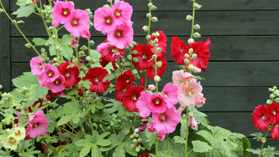 Stockrosen pflanzen: die besten Tipps zur richtigen Pflege