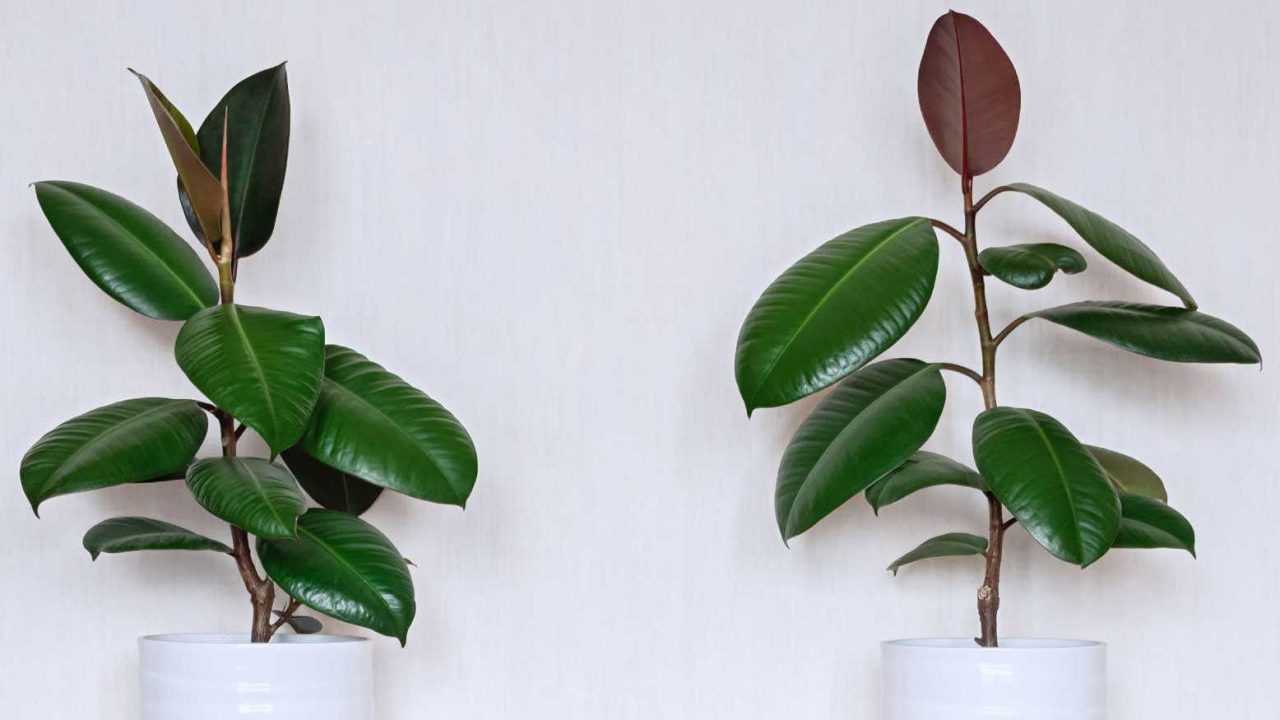 Ficus Giftig Fr Hunde