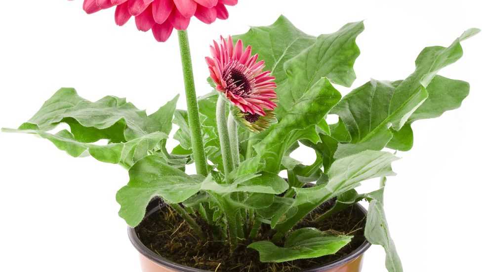 Pflege Gerbera Im Topf