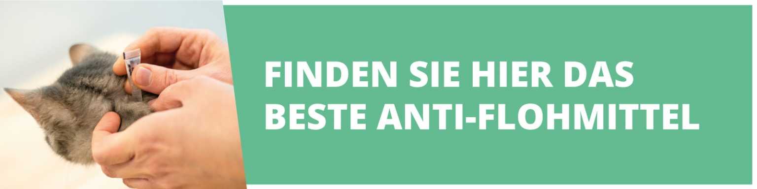 Wie sehen Flohbisse aus? Erkennen Behandeln Loswerden