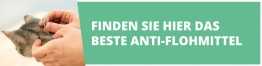 Wie sehen Flohbisse aus? Erkennen Behandeln Loswerden
