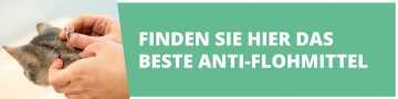 Wie sehen Flohbisse aus? Erkennen Behandeln Loswerden