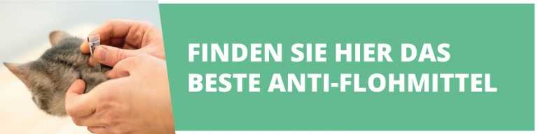 Wie sehen Flohbisse aus? Erkennen Behandeln Loswerden