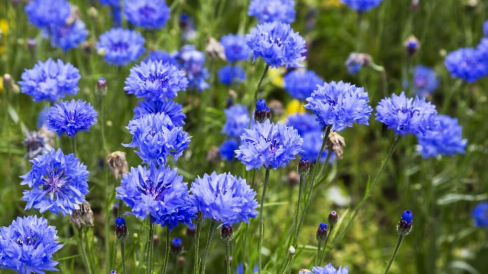 15 blaue Blumen für den Garten