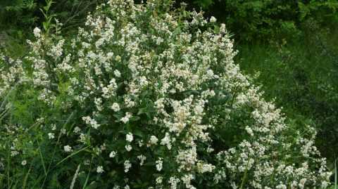 Ligusterhecke Pflanzanleitung: Die besten Pflegetipps im Überblick