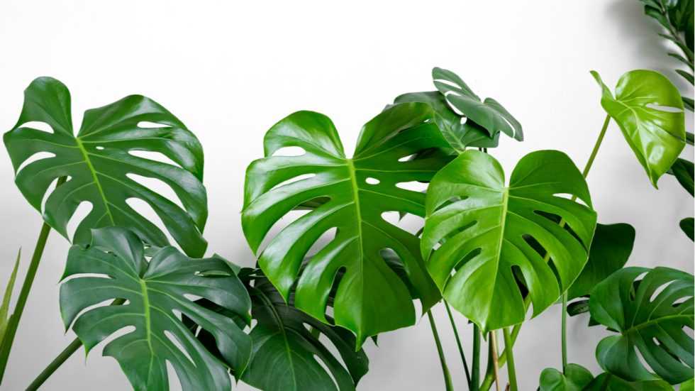 11 Monstera Arten für dein Zuhause & wie du sie pflegst