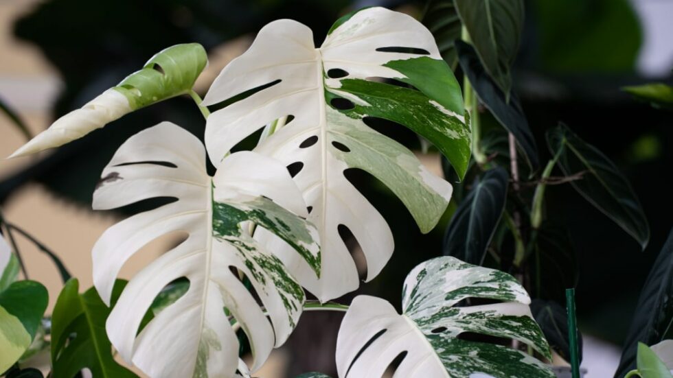11 Monstera Arten für dein Zuhause & wie du sie pflegst