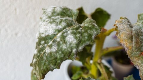 Pilze Bei Zimmerpflanzen