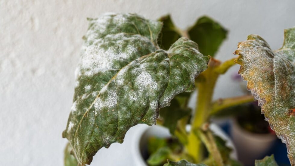 Pilze Bei Zimmerpflanzen
