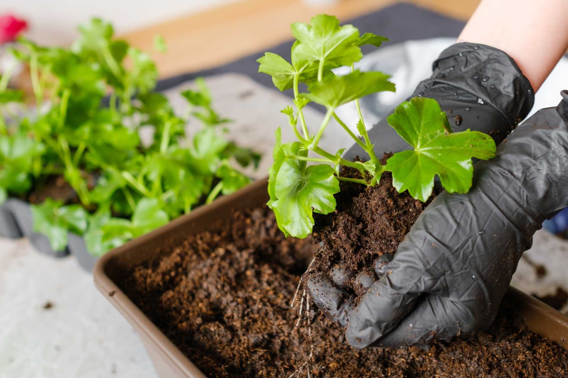 Welches Substrat eignet sich für welche Pflanze? - Haus & Garten Profi