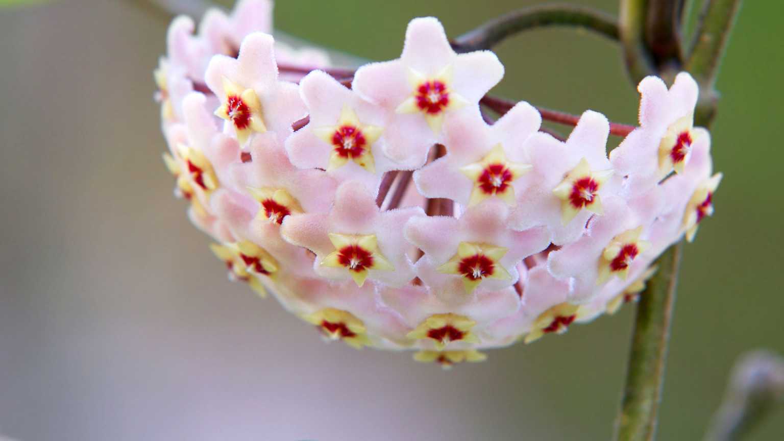 15 beliebte Zimmerpflanzen für Ihr Zuhause