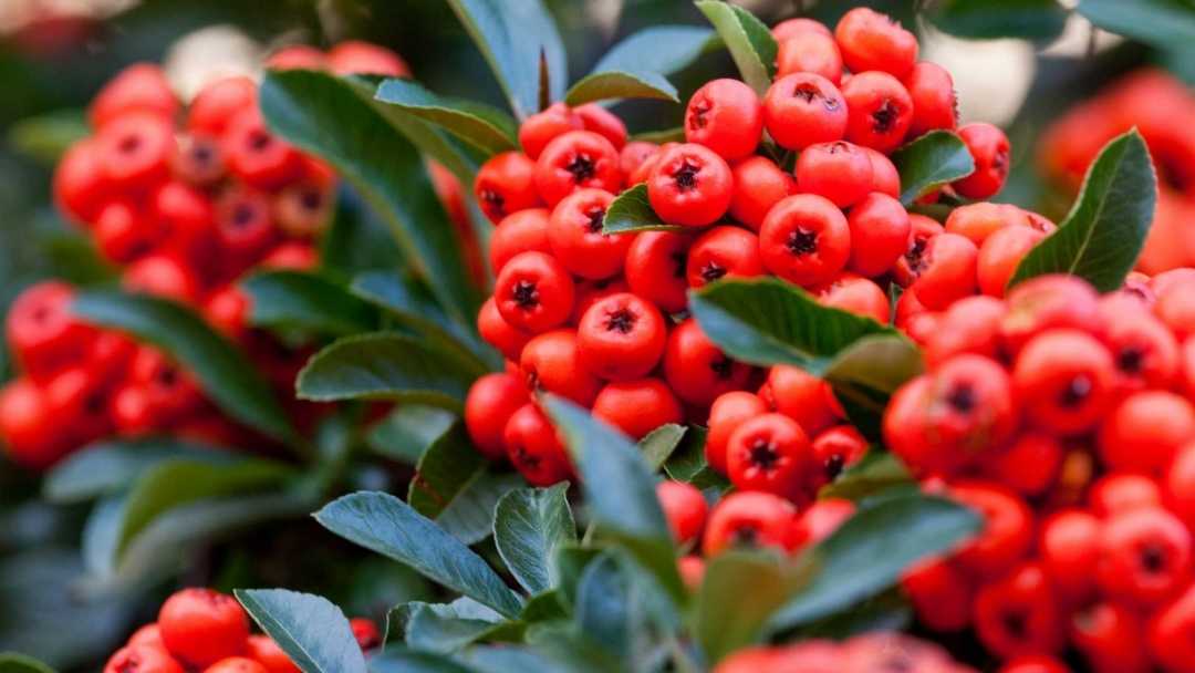 Immergrüne Sträucher mit roten Beeren