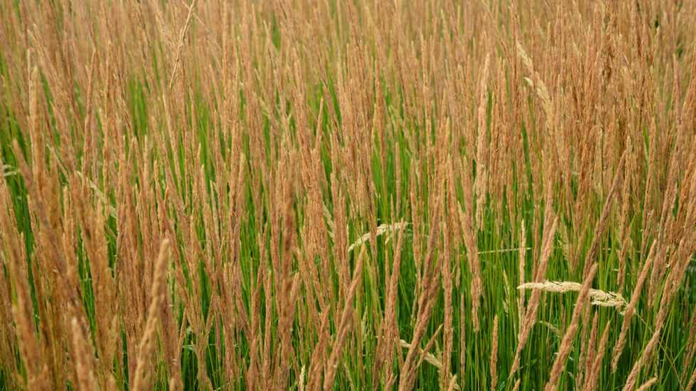 15 pflegeleichte Gräser für den Garten