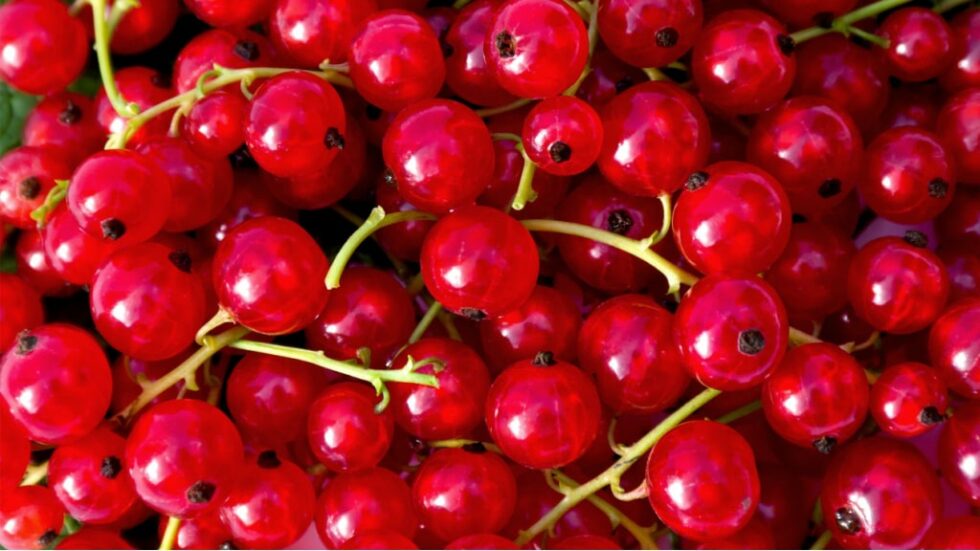 20 rote Beeren im Überblick 🍓