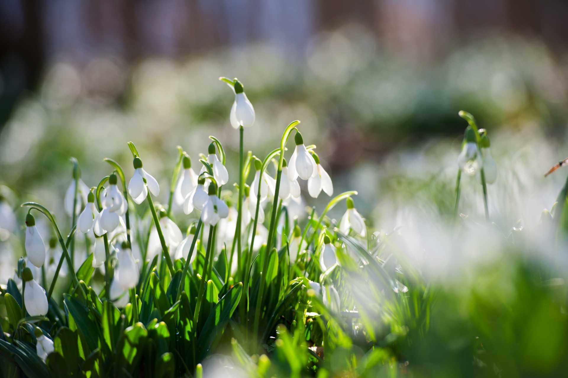 17 Blumen im Frühling, die bunte Vielfalt in den Garten bringen