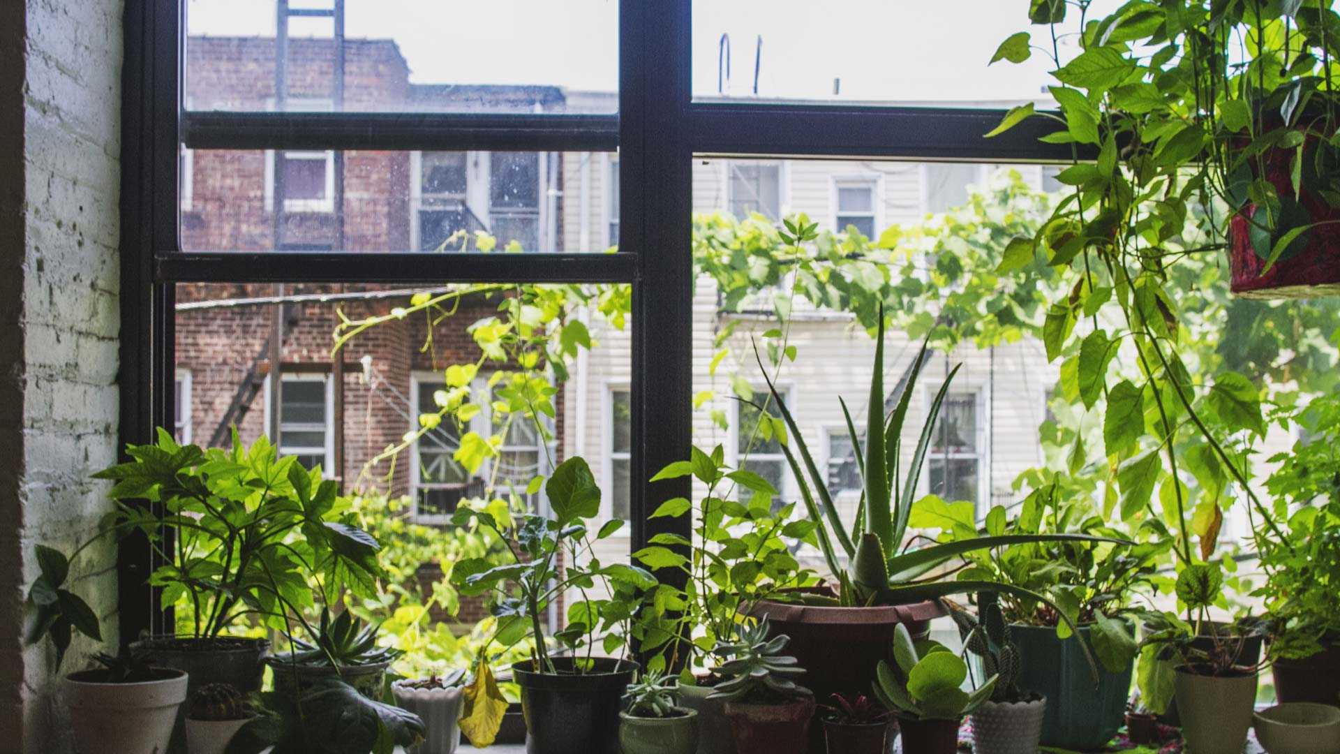 15 beliebte Zimmerpflanzen für Ihr Zuhause