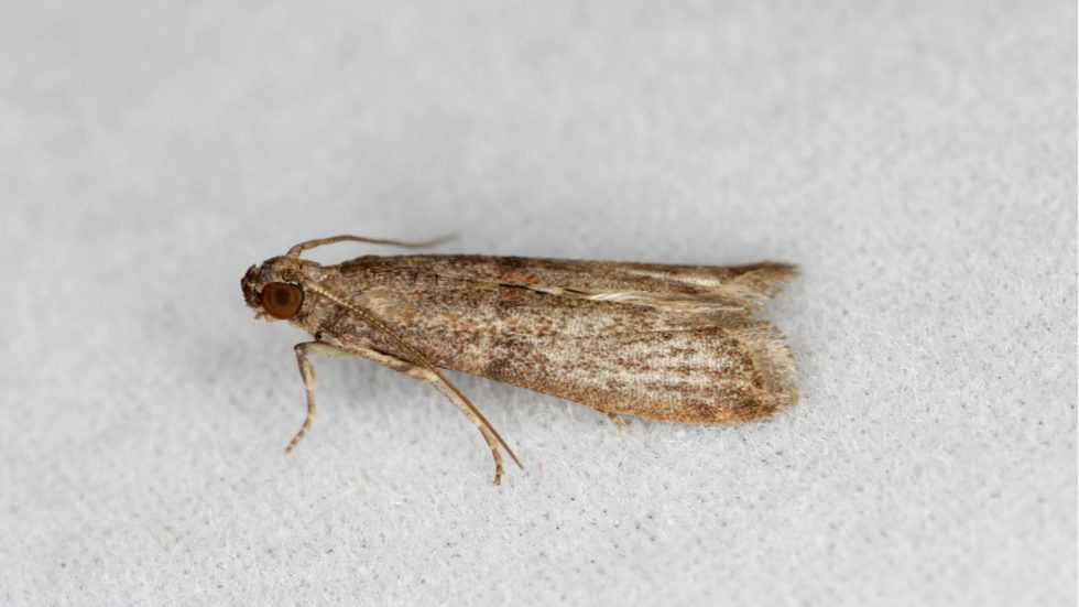 Welche Mottenarten gibt es?