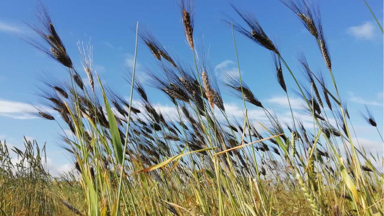 Getreide - Haus & Garten Profi