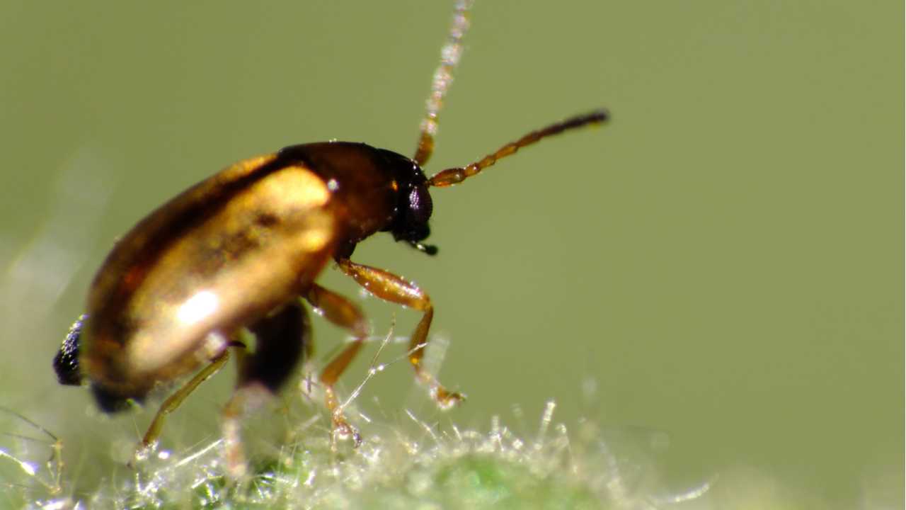 Wie sehen Flohbisse aus? Flohbisse bei Mensch und Haustier erkennen